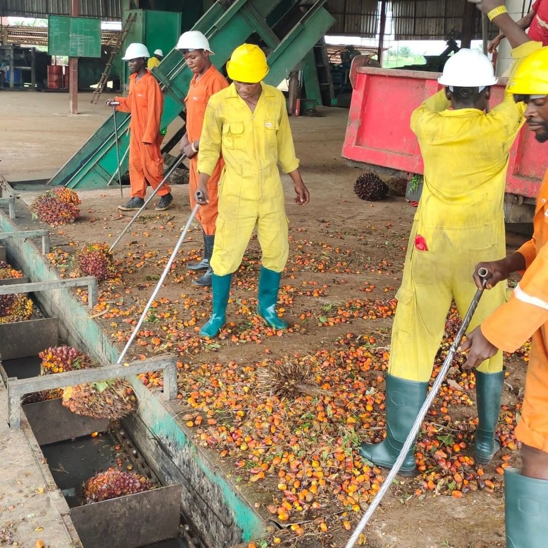 Palm Production – Raedial Farms Limited